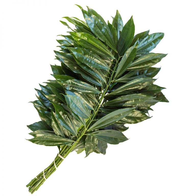 Cocculus – Cocculus Laurofolius - Nikwaflora