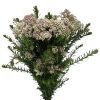 Rice Flower – Ozothamus Diomifolium - Nikwaflora