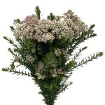 Rice Flower – Ozothamus Diomifolium - Nikwaflora