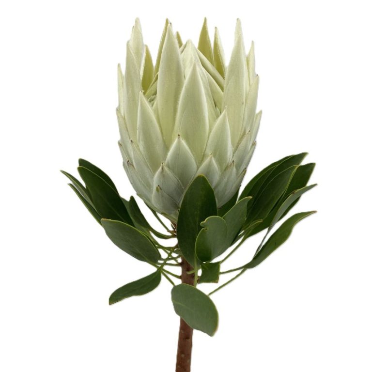 Protea – Arctic Ice – Nikwaflora